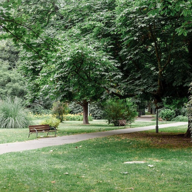 How a Walk in Nature Restores Attention – StepUp to Learn